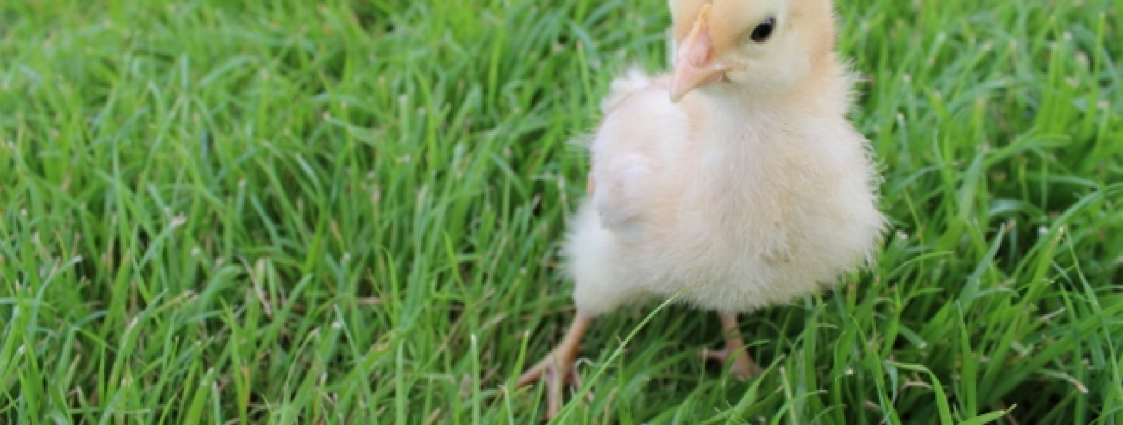 Lessons To Be Learned From Chicken Little - Wendy C Jorgensen